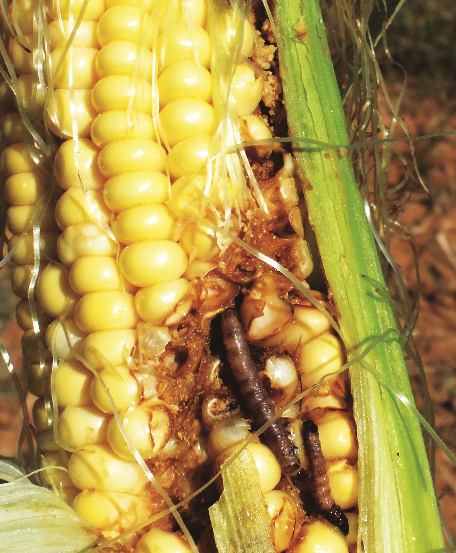 Know your pests: African maize stalk borer